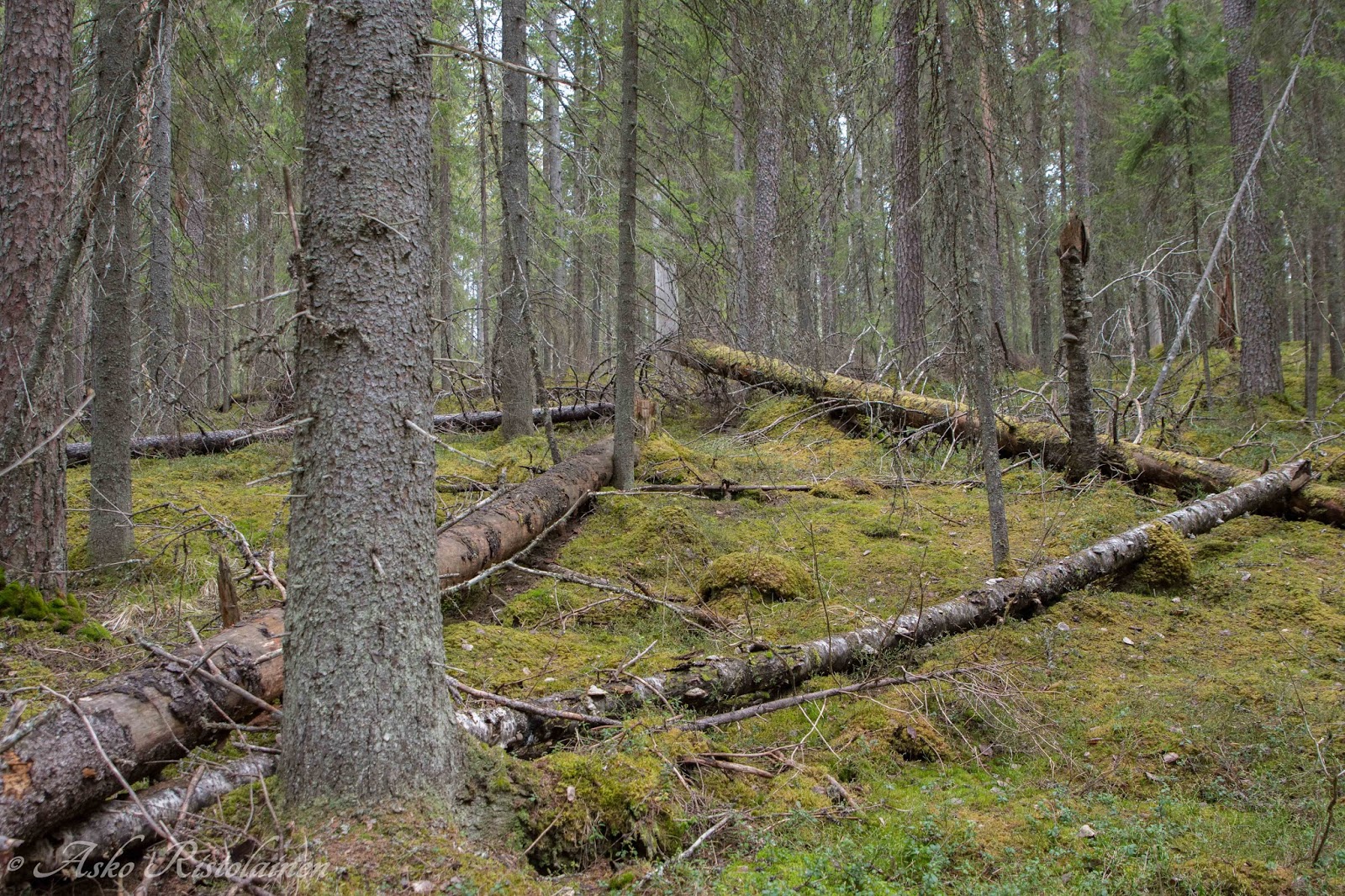 Tervastulia: Kuusipolku, Patvinsuon kansallispuisto 4.6.2017