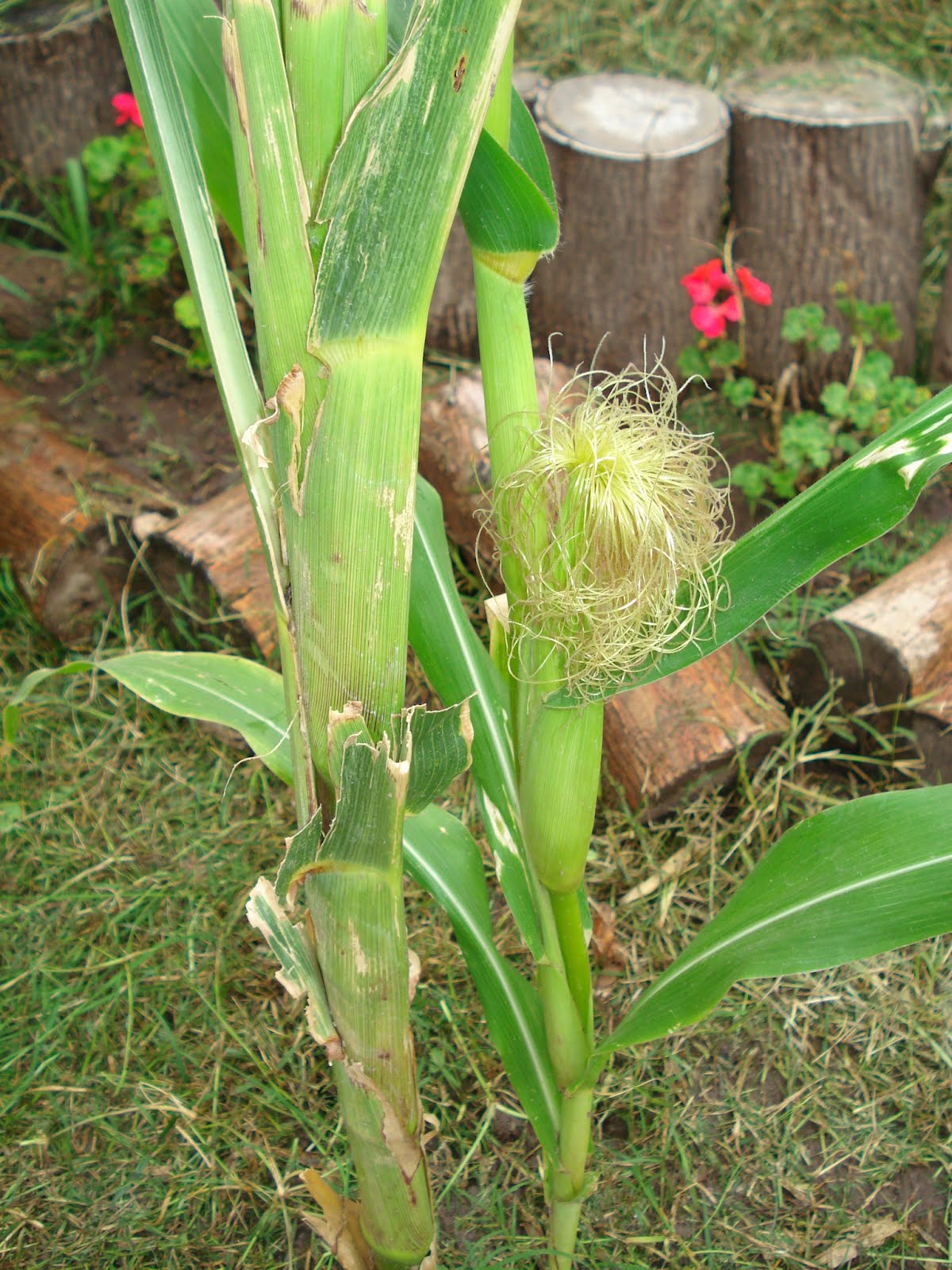 SOL + HUERTA + JARDIN = VIDA NUEVA !!!: MAS CHOCLO!!!!
