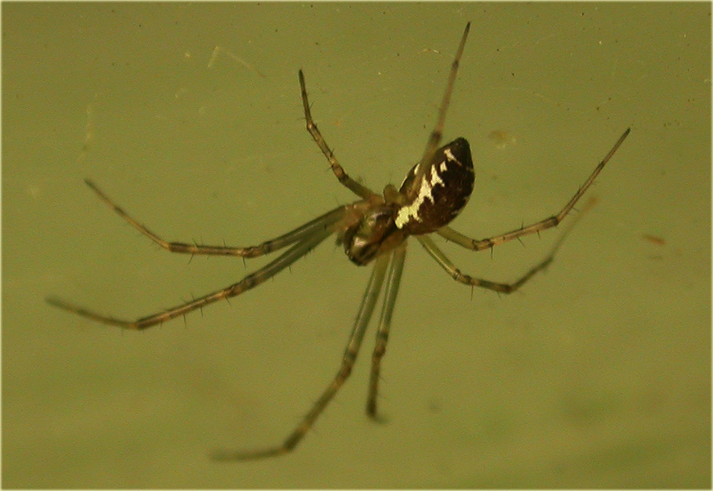 Arachnerds: Money Spiders - Linyphiidae