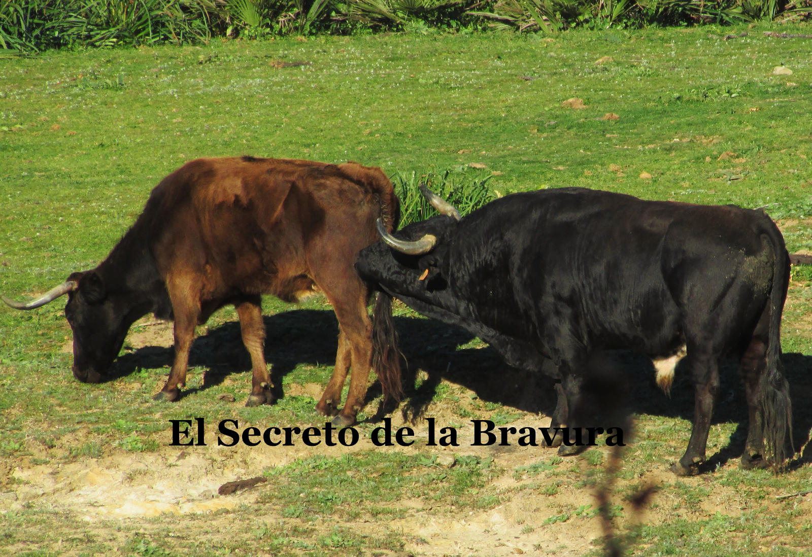 El Secreto de la Bravura: febrero 2013