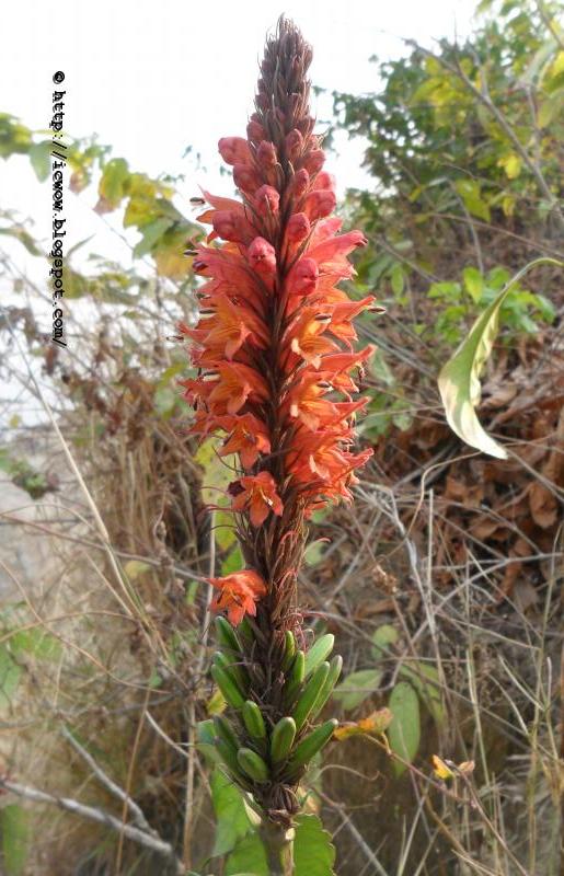 Tamropuspi Basok(তাম্রপুষ্পি বাসক): Phlogacanthus pubinervius