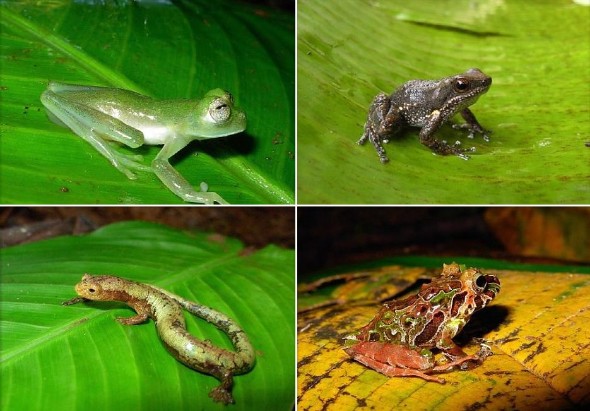 Dibujos de animales anfibios - Imagui