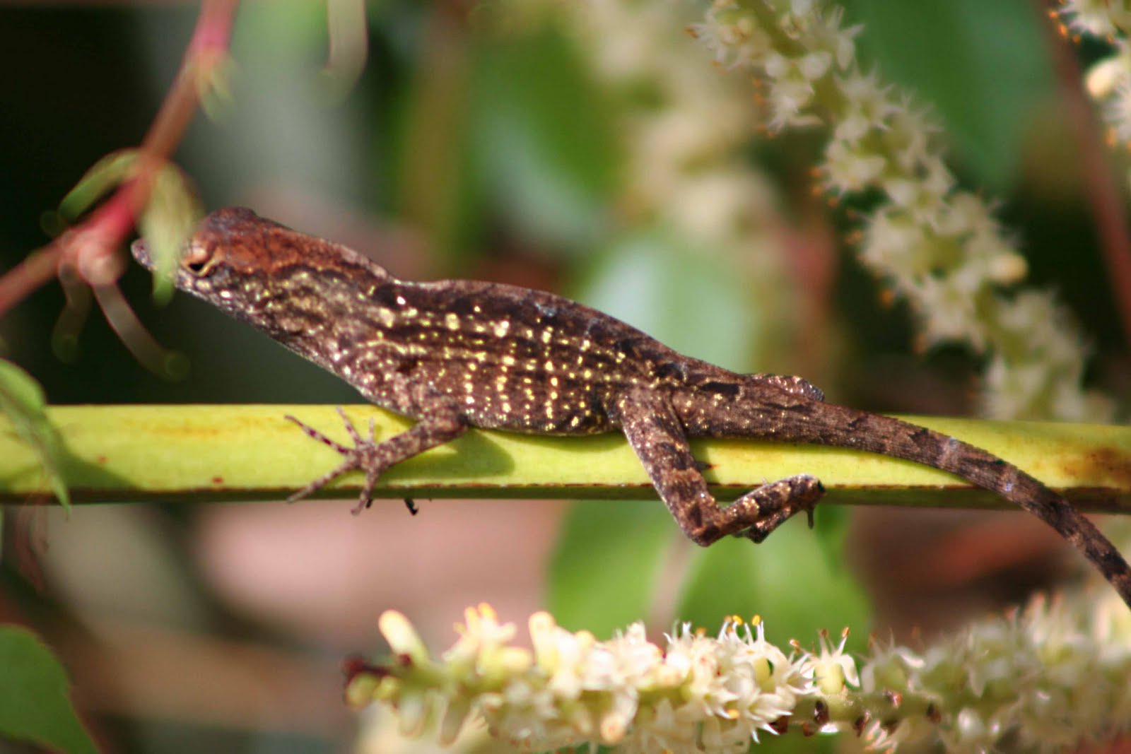 MadSnapper: Leaping Lizards