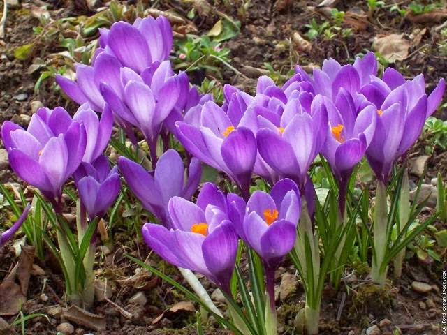The Flower Bin: Choosing small bulbs with big colors.
