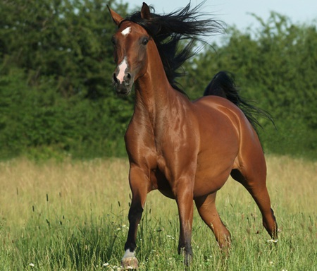 Poze Cai Horses Wallpapers: Poze Cai de rasa horses -8