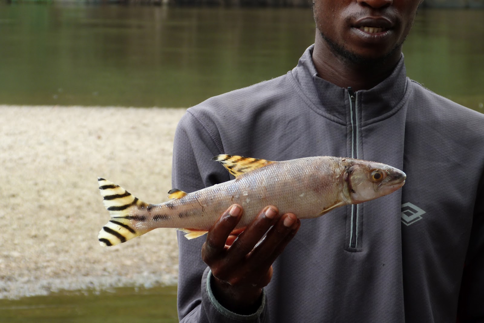 MOKELE - MBEMBE EXPEDITIONS: EXPEDITION TROPHY CAM FEVRIER - MARS 2012 ...