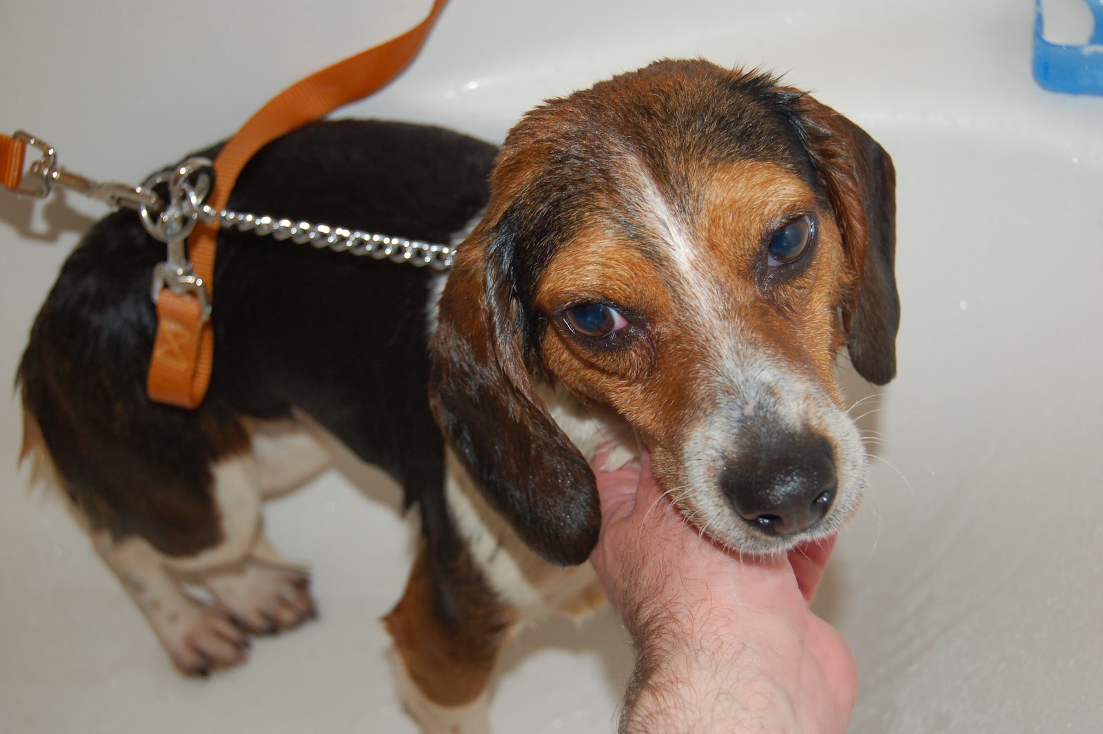 Beagle Bob's Bit | Paws and Prayers Rescue Blog