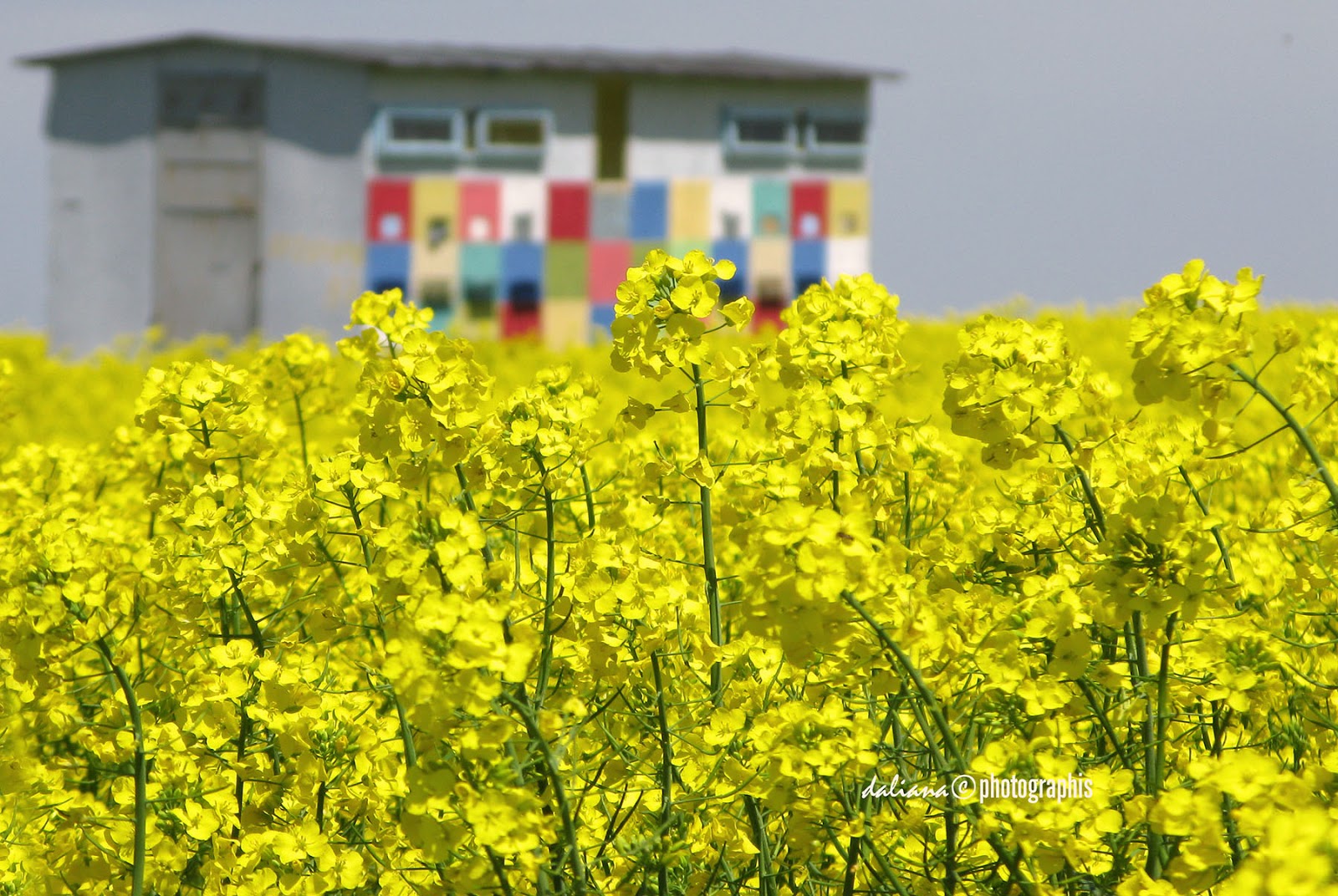 Photographis: Yellow - COLDPLAY
