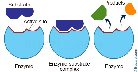 Enzyme and mechanism for enzyme actions