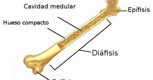 DICCIONARIO DE BIOLOGIA: ¿QUÉ ES DIÁFISIS?