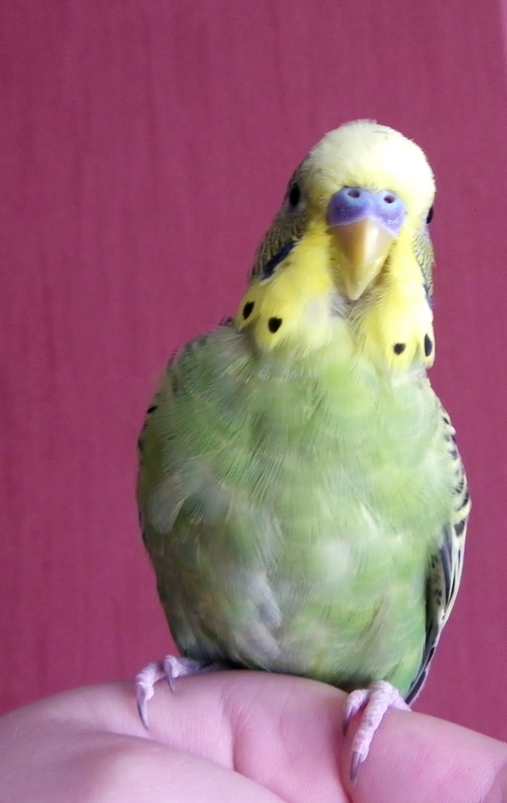 Vicky's Mini'Zoo: The Indoor Birds!