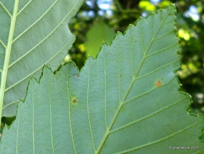 Heart on an Alder Leaf