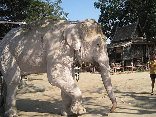 The Circus "NO SPIN ZONE": White Elephant? Thailand