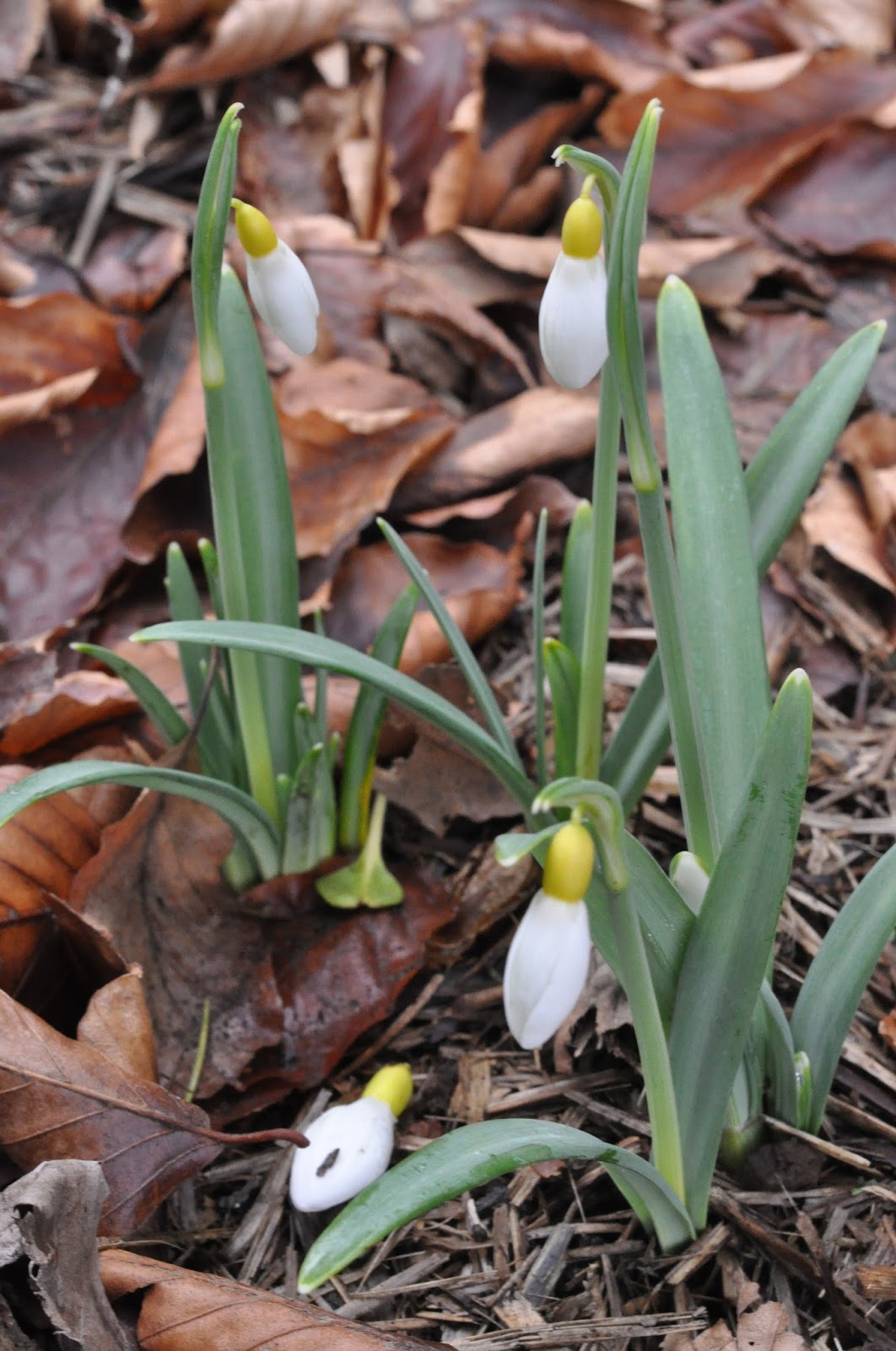 Alpine Garden Society Victorian Group: More from this Galanthophile.