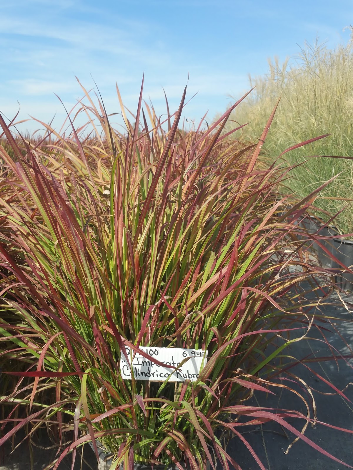 John's Western Tree Plant Photos: Imperata cylindrica 'Rubra' - Blood Grass