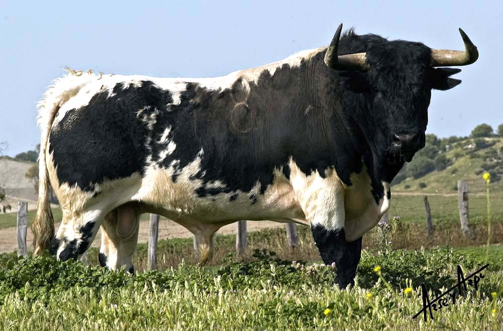 Toros con verdad: Pintas