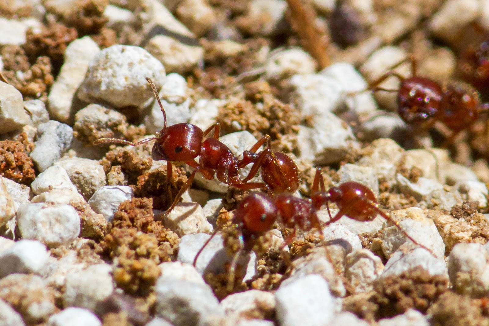 Friends of Hagerman National Wildlife Refuge: Red Harvester Ants