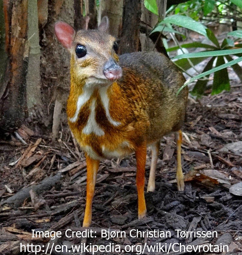 Bizarre Creature of the Day: Creature 157: Tragulus kanchil