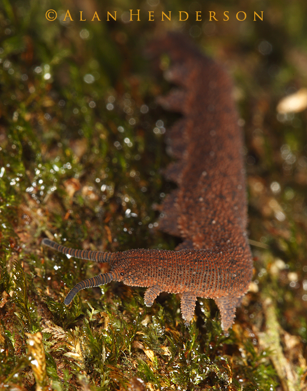 Minibeast Wildlife - Rainforest Encounters: June 2011