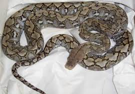 Pitón reticulada (Python reticulatus)