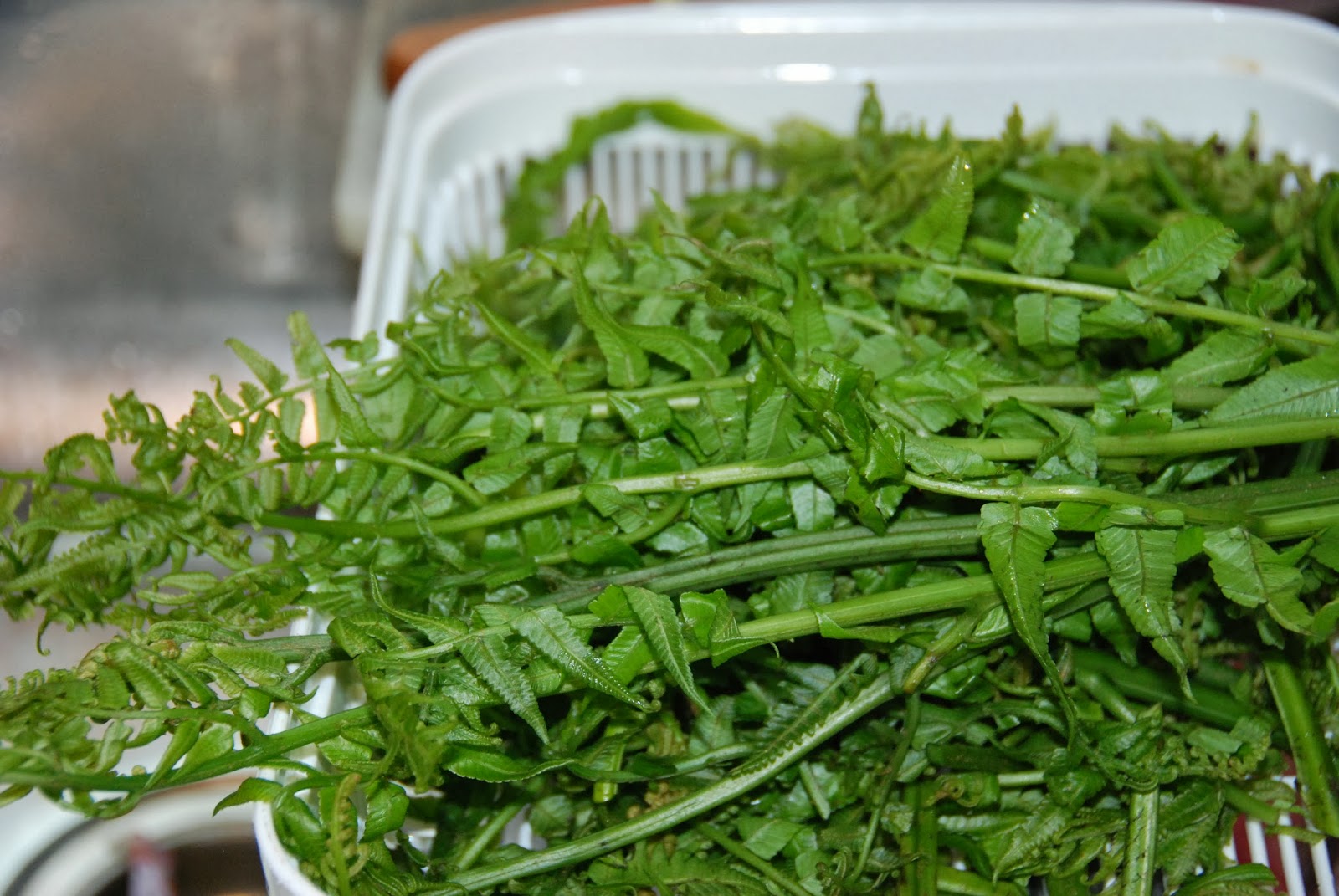 10 Manfaat dan Khasiat Pucuk Paku untuk Kesehatan - Tazkirah Daily