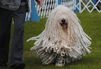 Aylmer to Zazzoo and Beyond: Komondor: The Rasta Dog