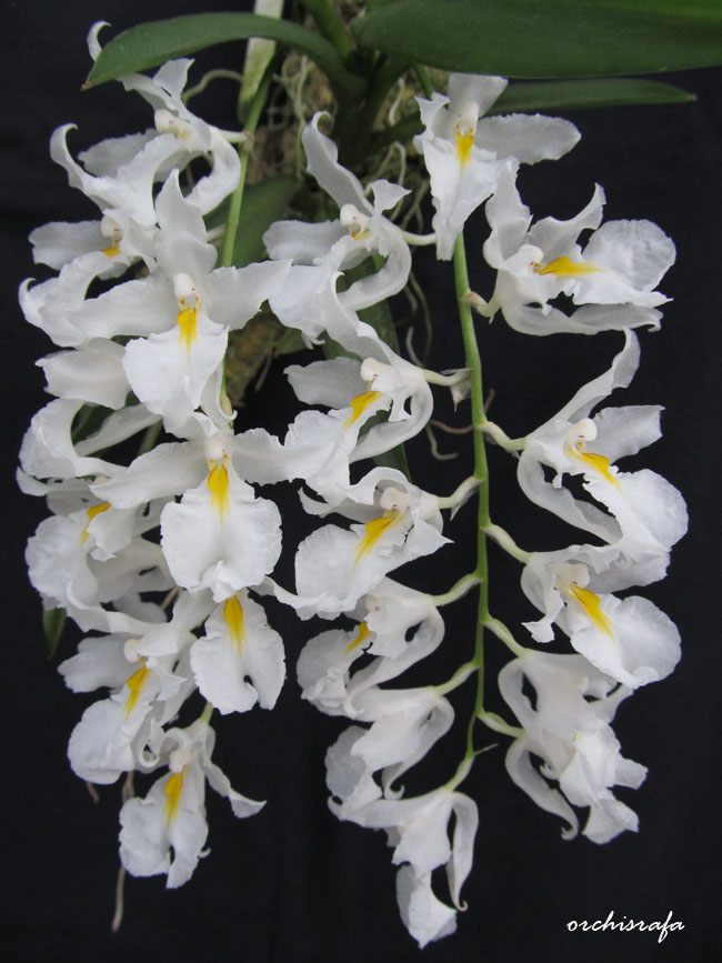 orchisrafa: Rodriguezia venusta Rchb. f. 1852