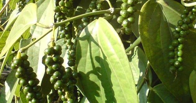 Idukki the Heaven of Kerala: Role of Spices in Economic Sphere:Idukki