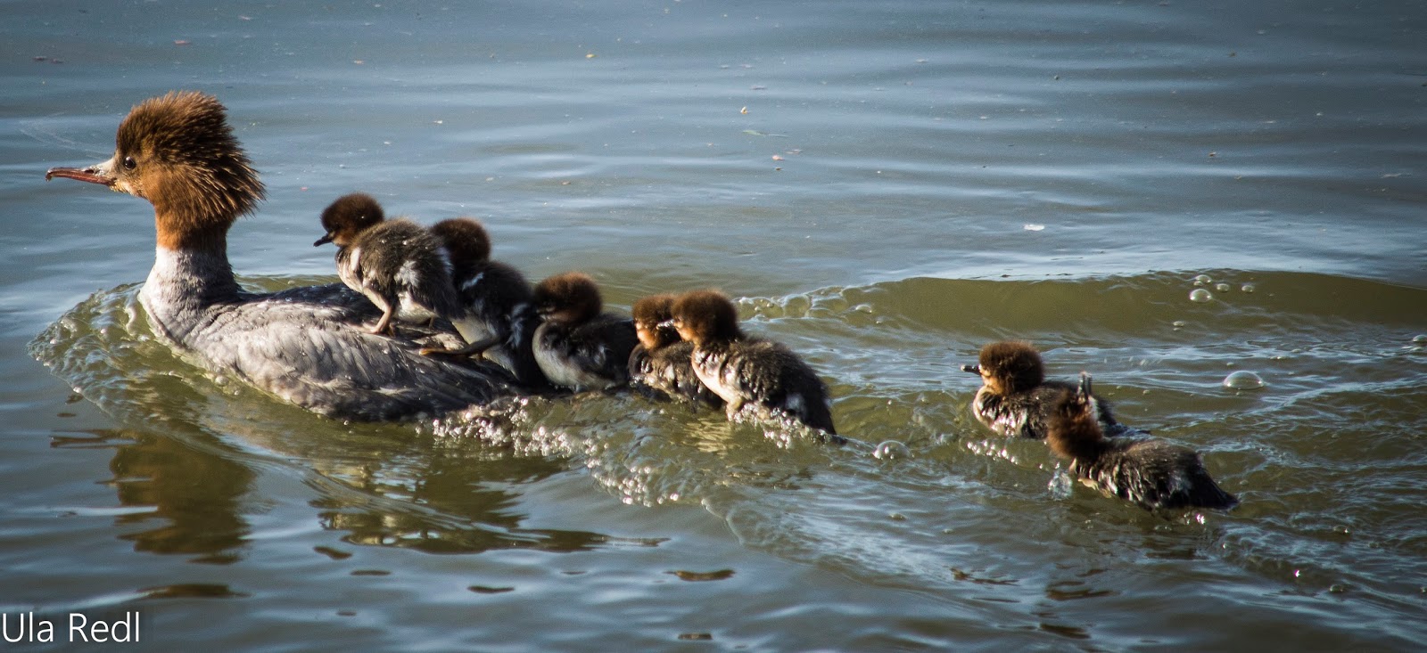 Sunshine and family: Alle meine Entchen