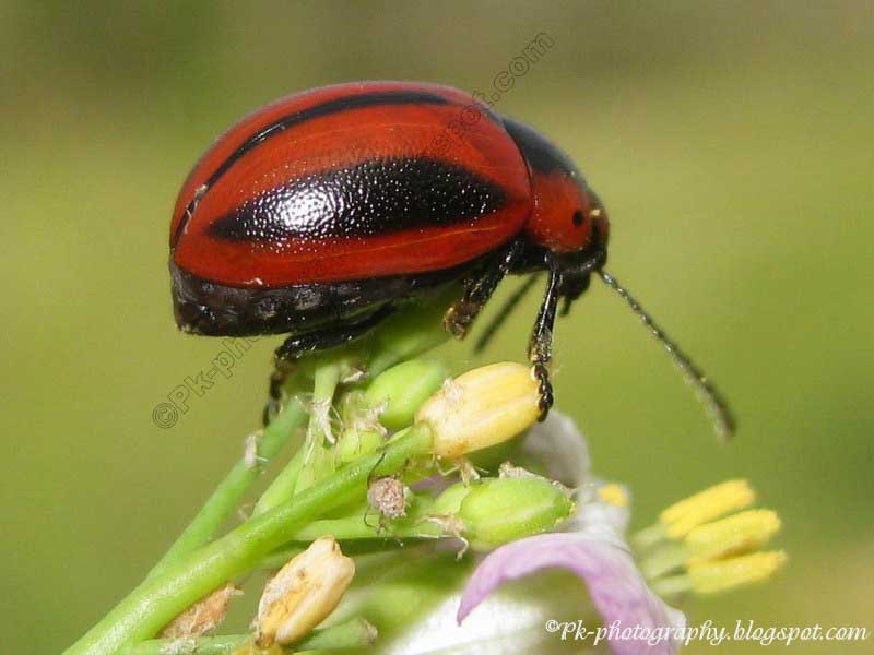 Red Turnip Beetle-Entomoscelis americana | Nature, Cultural, and Travel ...