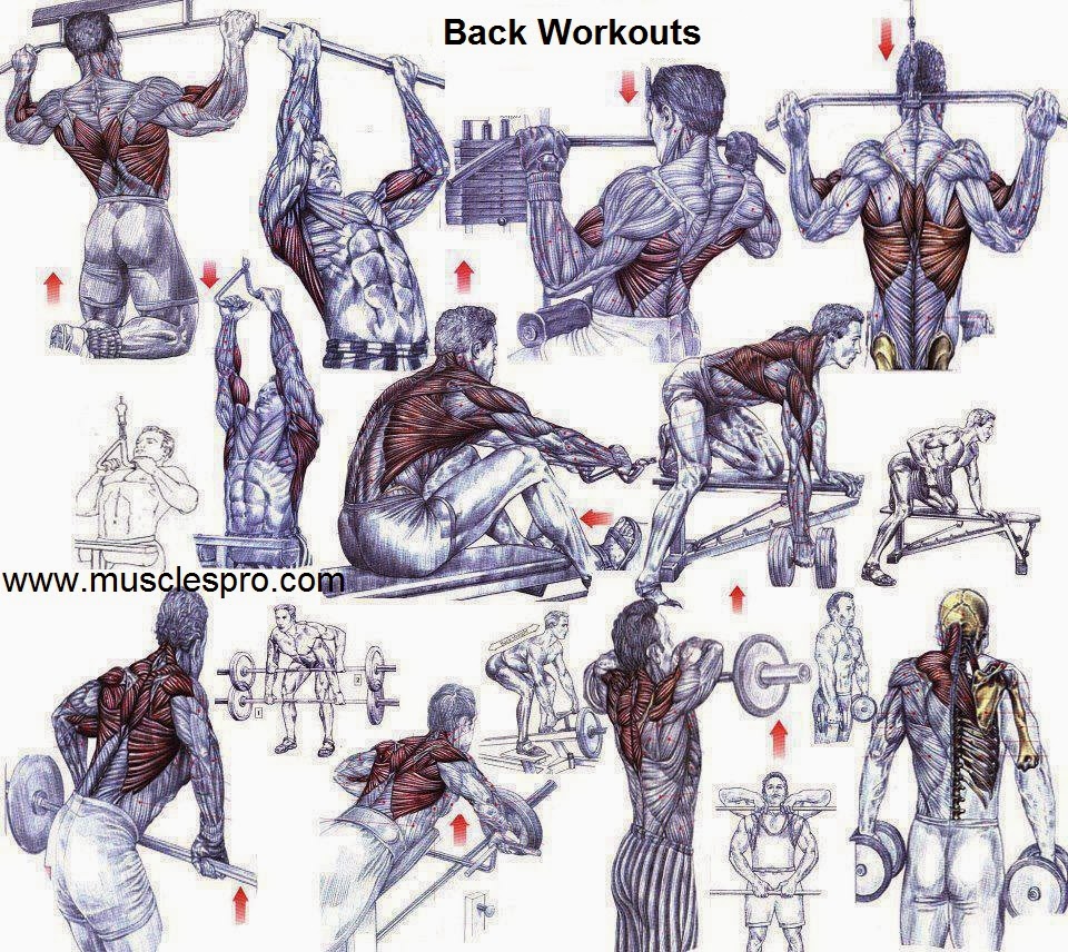 Back Workouts! ~ Fitness inspiration