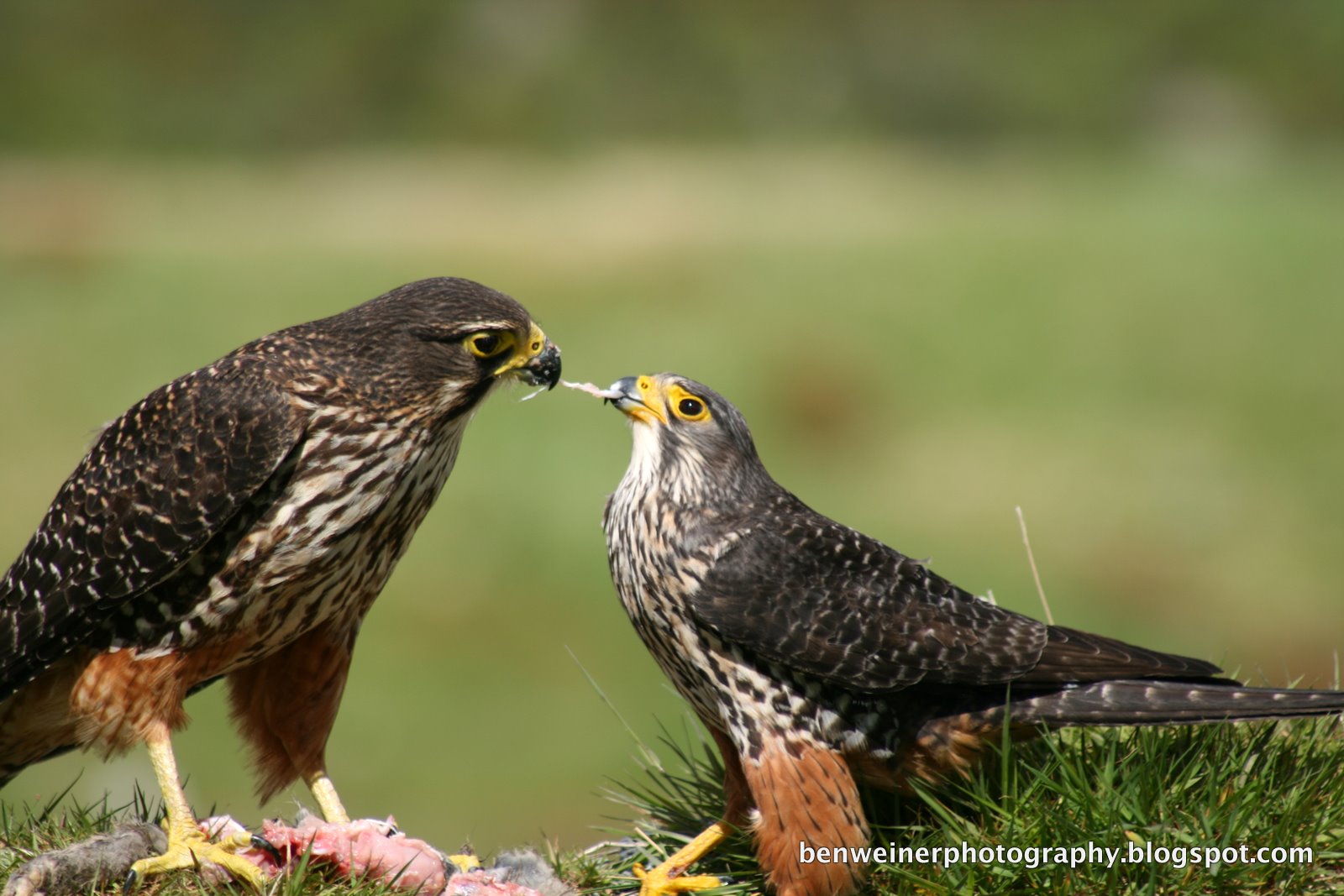 Ben Weiner Photography: Kārearea, The New Zealand Falcon
