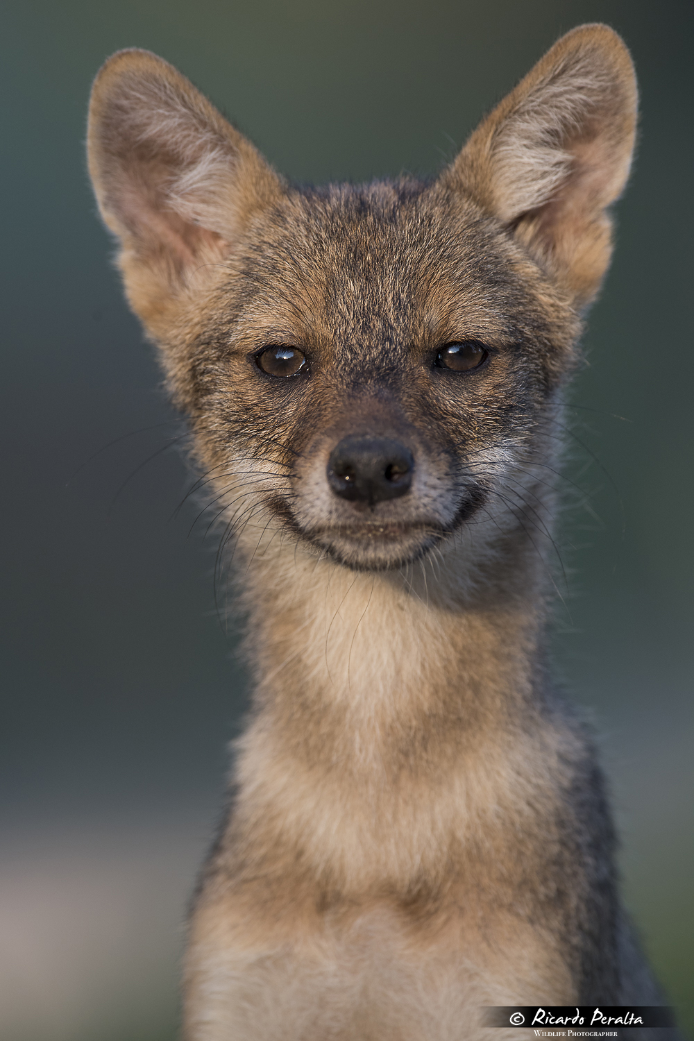 Ricardo Peralta. Fotógrafo de Naturaleza: Chacal Dorado (Canis aureus)