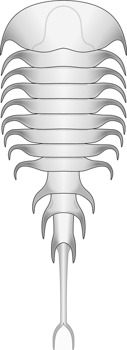 The Dragon's Tales: Falcatamacaris: a Non-trilobite Artiopodan ...