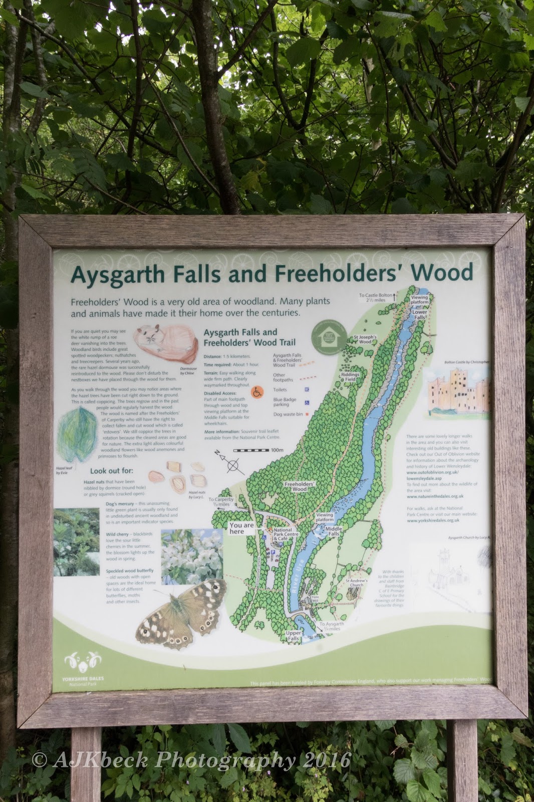 Yorkshire Waterfalls: Aysgarth Falls.