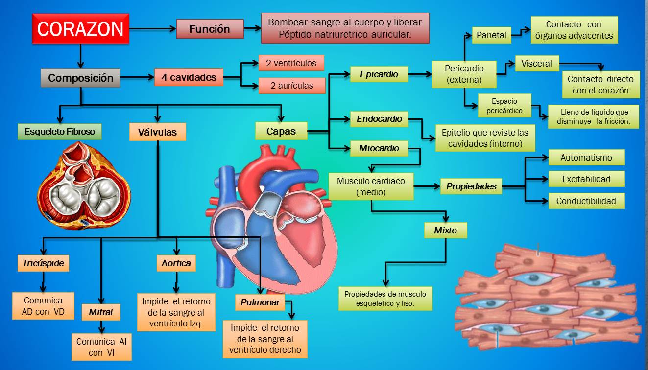 Partida- Fisiologia Humana Basica: Corazón (Generalidades)
