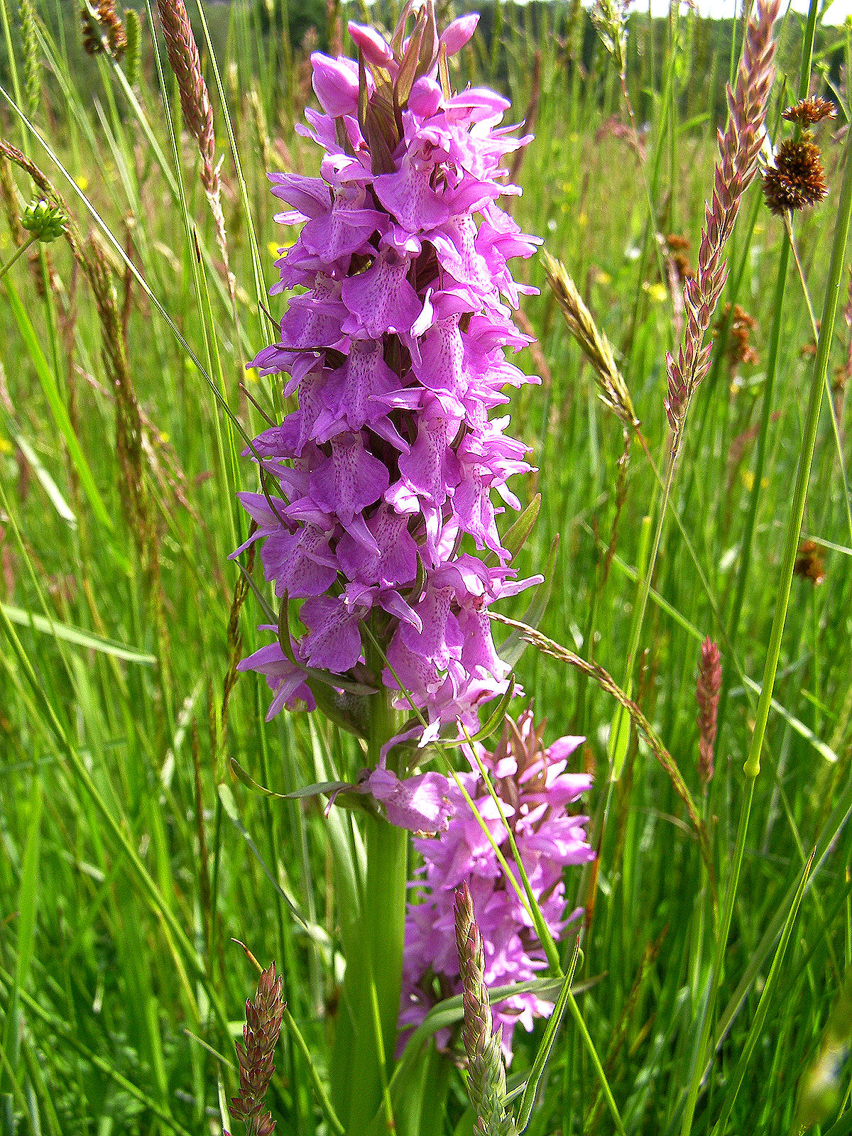 Random Jottings: More Orchids