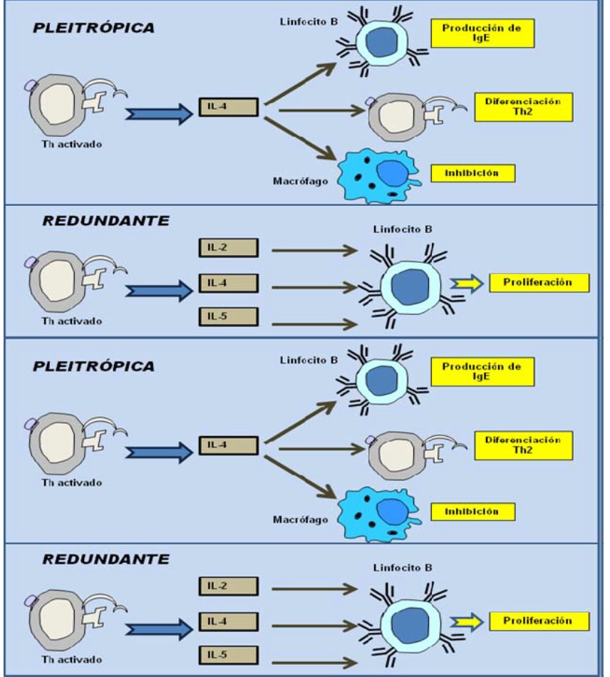 Inmunologia: Citoquinas y Linfocitos T