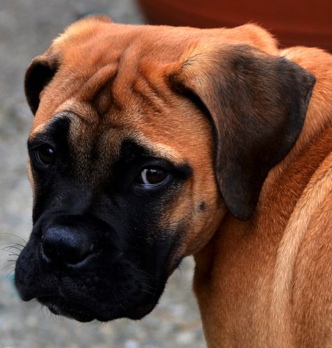 Oscar The Bullmastiff: MY FIRST MINI-HOLIDAY