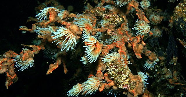 Annual Large Scale Coral Bleaching Eric Worrall wattsupwiththat Sez Who Cares HotWhopper Annual Large Scale Coral Bleaching Eric Worrall wattsupwiththat Sez Who Cares HotWhopper