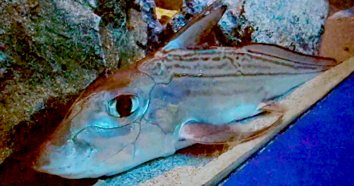 Aquarium Movies (Japan) archive 生きている魚図鑑: ギンザメ Silver chimaera Chimaera ...