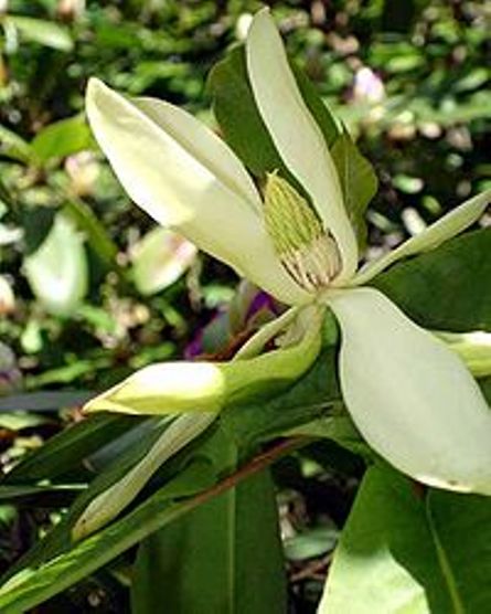 COOKING-VARIETIES : FOOD AND HEALTH BENEFITS: MAGNOLIA HERB TEA ...