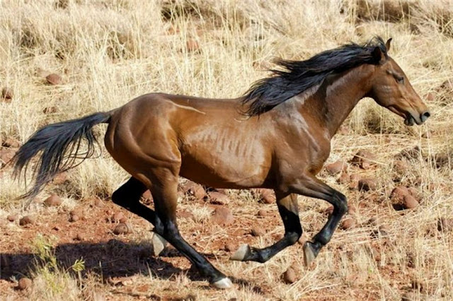 Brumby | The Life of Animals