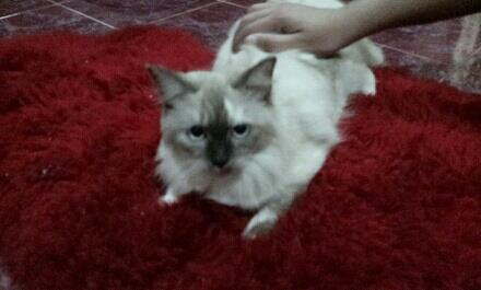 Klasik Rimba: Tanda Kucing Betina Mengawan atau "Heat".