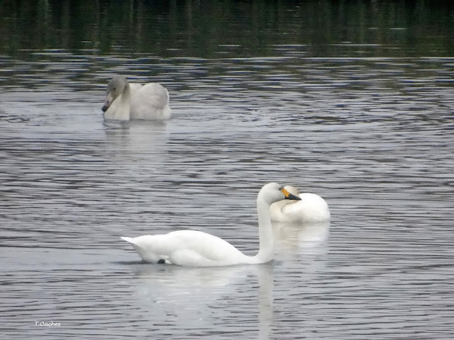 PASARI DIN ROMANIA: LEBADA MICA, Cygnus columbianus