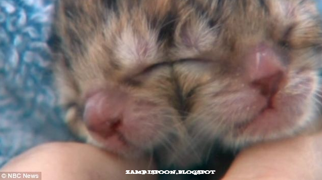 Pelik,Anak Kucing Mempunyai 2 Kepala. - Gaban Comel