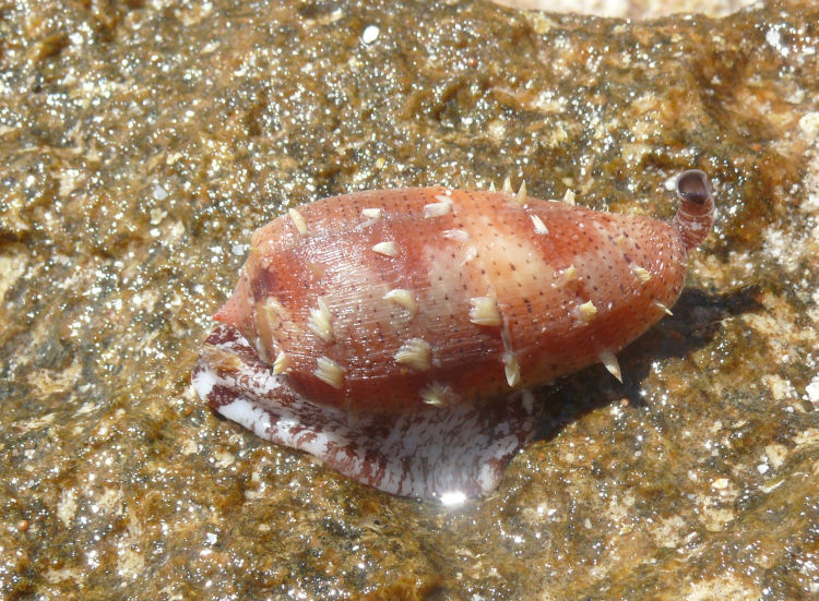 Real Monstrosities: Cone Snail