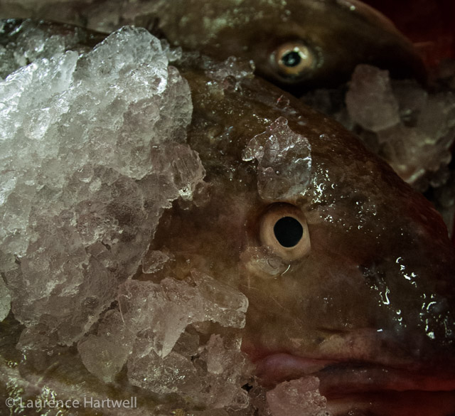 Through the Gaps! - Newlyn Fishing News: Summer arrives in west ...