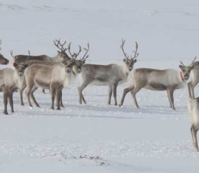 Rusa Kutub ~ Ruana Sagita