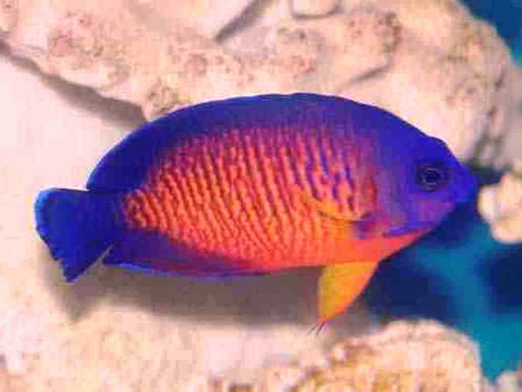 Angelfish - Ikan Angel